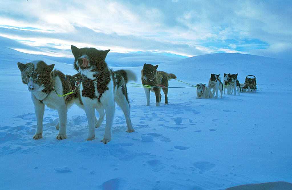 Journal Of The Inuit Sled Dog International journal-of-the-inuit-sled-dog-international